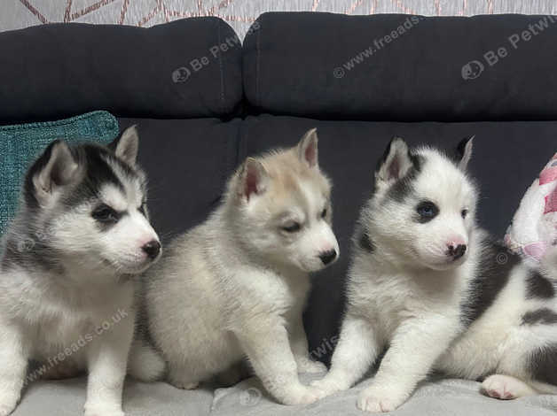 Siberian Husky Puppies
