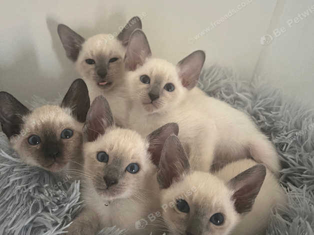 Siamese kittens for sale near me store