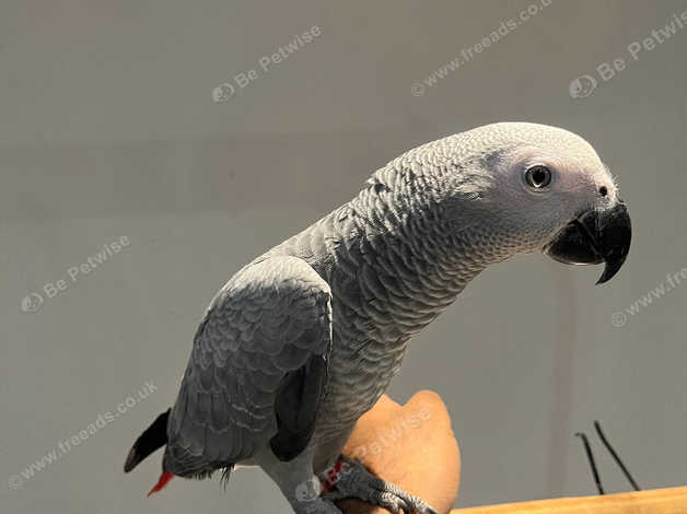 Baby HandReared Friendly Super Tame Cuddly African Grey Parrot 19